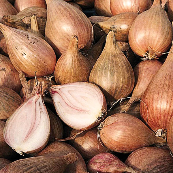 Bulbes potagers - ECHALOTE - variétés - Ets PERRIOL-JEUDY