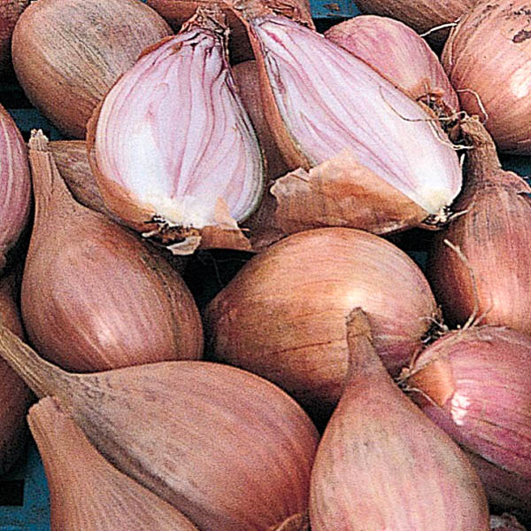 Bulbes potagers - ECHALOTE - variétés - Ets PERRIOL-JEUDY