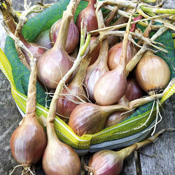 Bulbes potagers - ECHALOTE - variétés - Ets PERRIOL-JEUDY