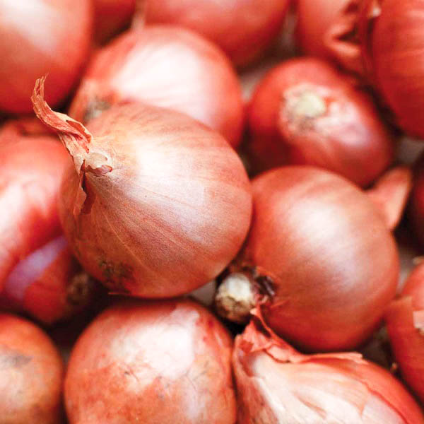 Bulbes potagers - ECHALOTE - variétés - Ets PERRIOL-JEUDY