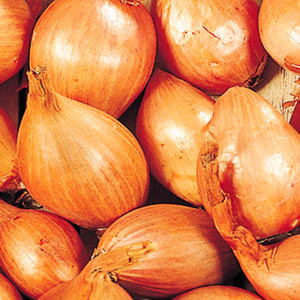 Bulbes potagers - ECHALOTE - variétés - Ets PERRIOL-JEUDY