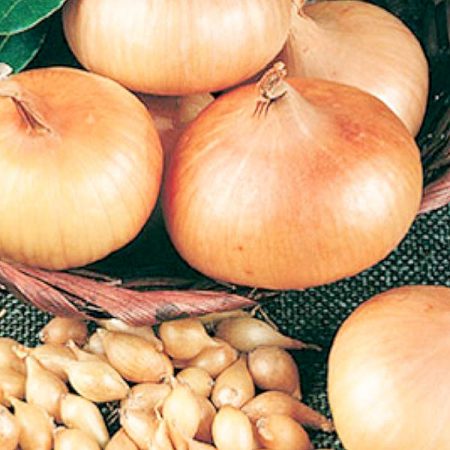 Bulbes potagers - OIGNON - variétés - Ets PERRIOL-JEUDY