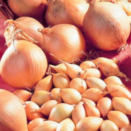Bulbes potagers - OIGNON - variétés - Ets PERRIOL-JEUDY