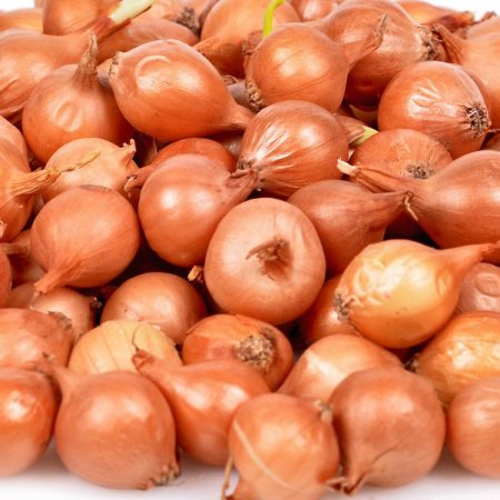 Bulbes potagers - ECHALOTE - variétés - Ets PERRIOL-JEUDY