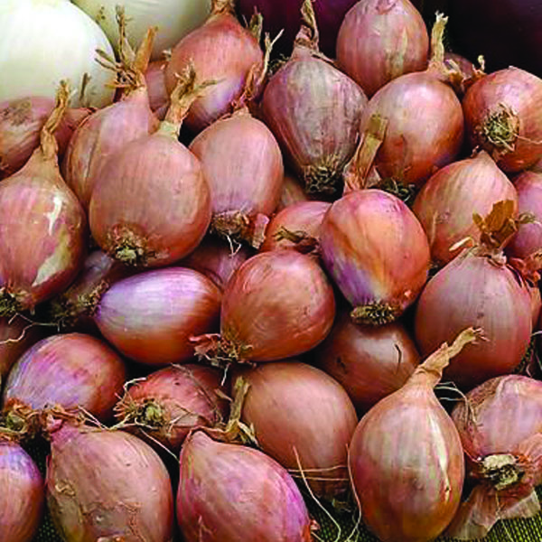 Bulbes potagers - ECHALOTE - variétés - Ets PERRIOL-JEUDY
