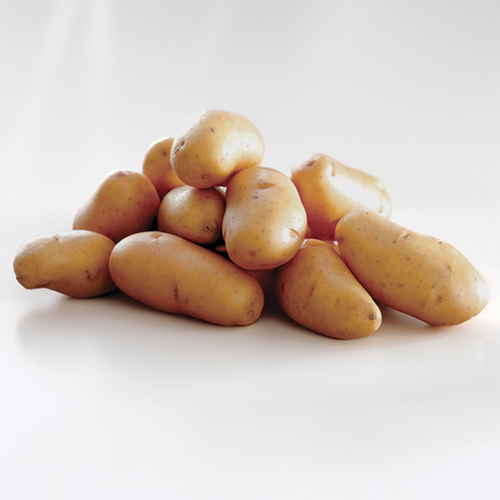 plant-pomme-de-terre-pompadour - Ets PERRIOL-JEUDY